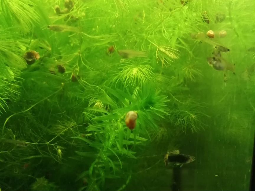 Аквариумное растение