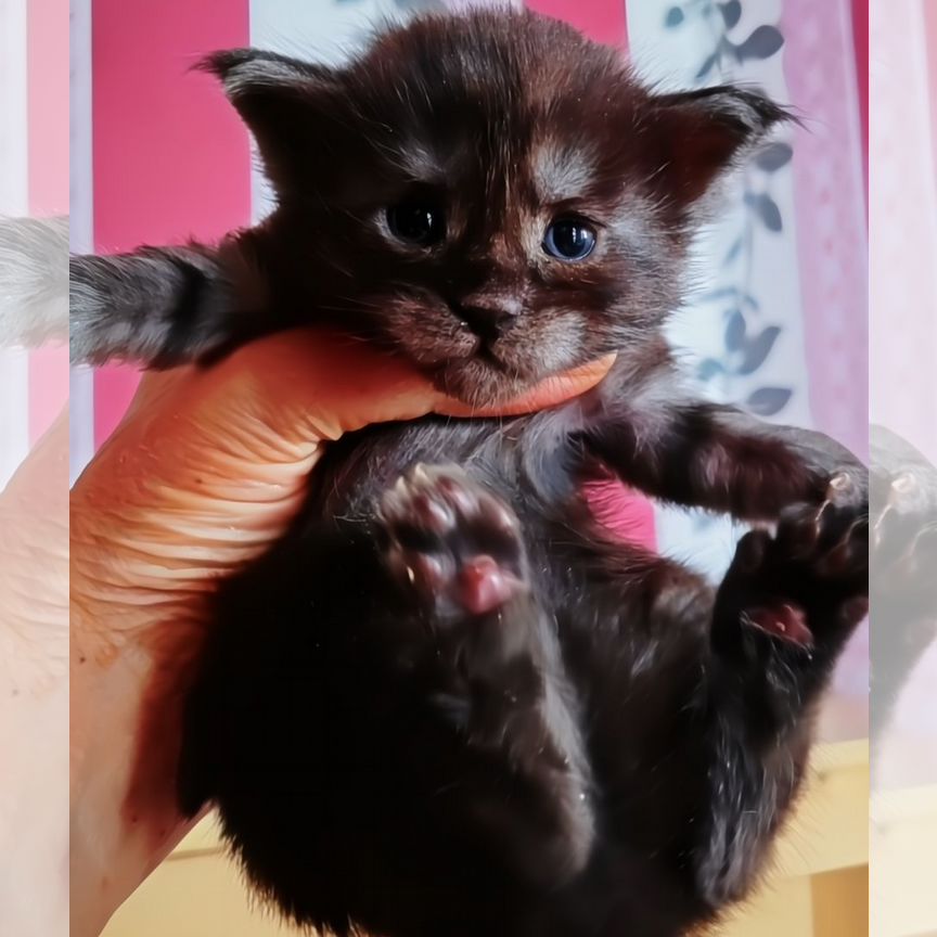 Мейн-кун котёнок