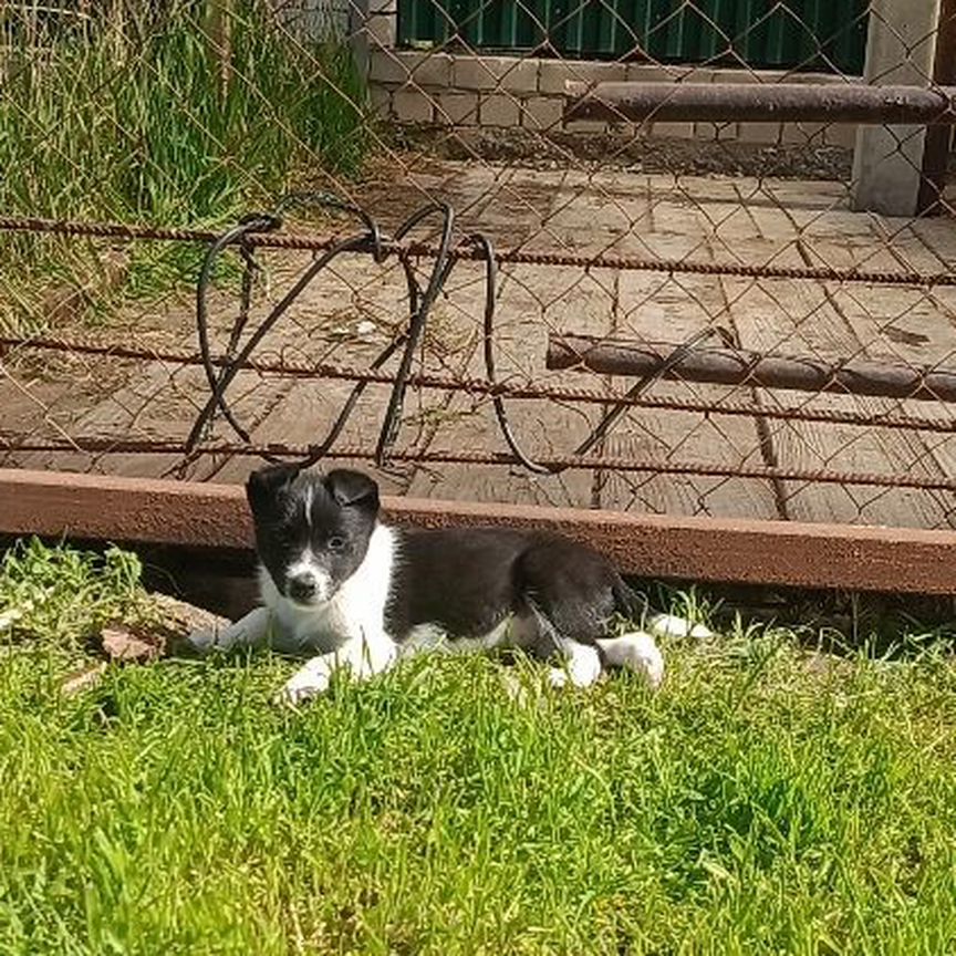 Восточносибирская лайка, щенок