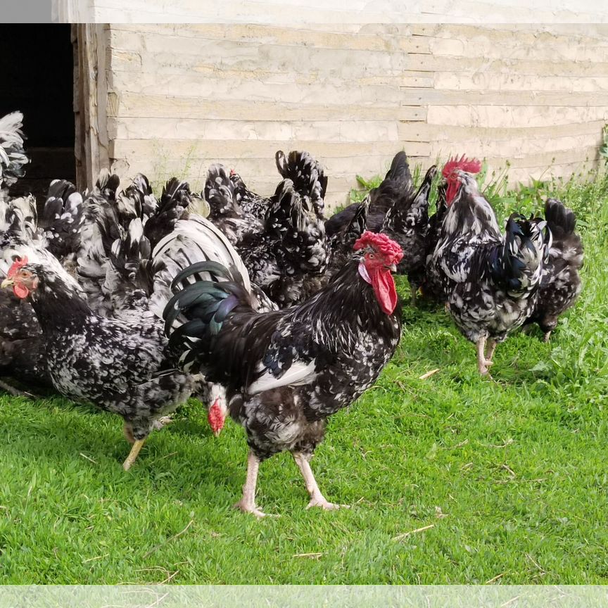 Цыплята Австралорп чёрно пёстрый