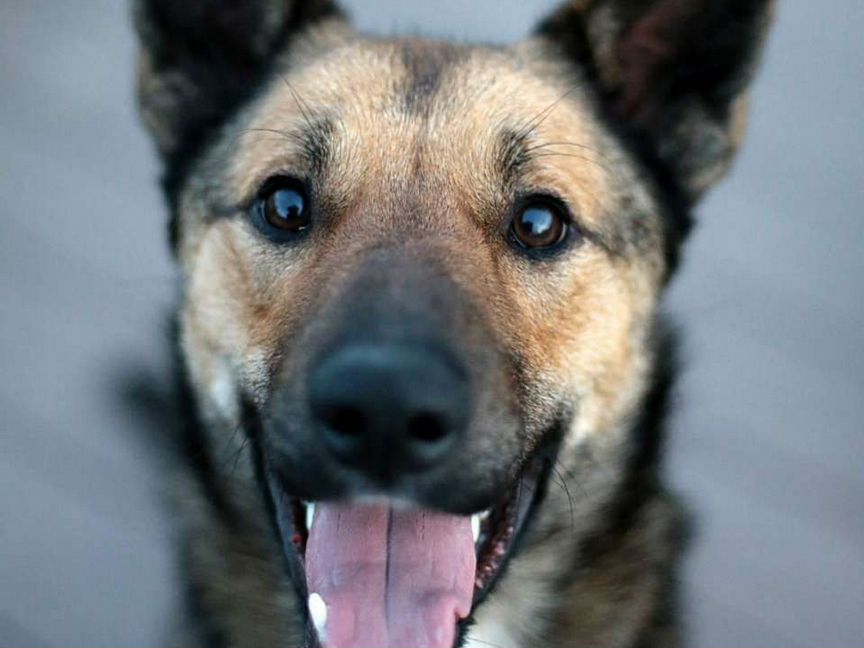 Гарик ищет семью