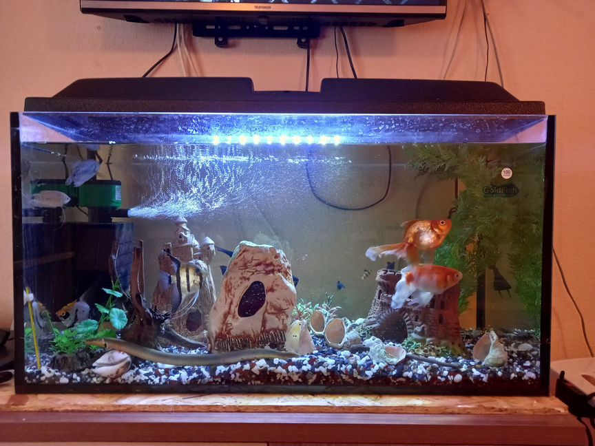 Аквариумные рыбки