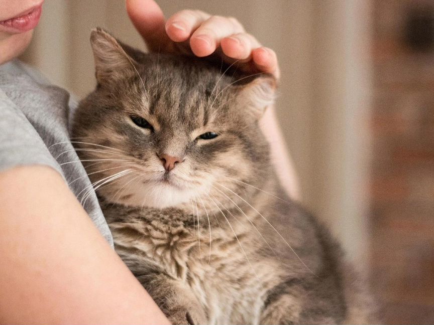 Брутальный кот в добрые руки 5 лет