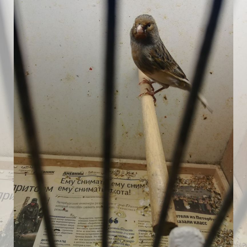 Кенара и канарейки