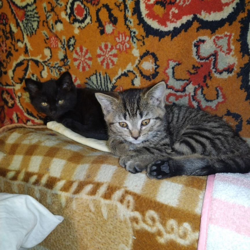 Котята в добрые руки