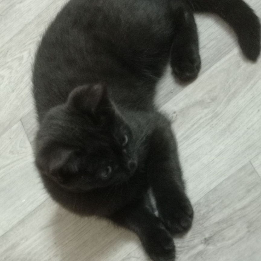 Чёрный бархатный котик