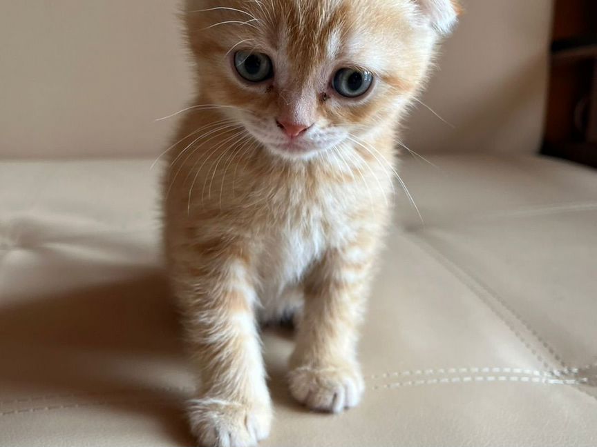 Шотландские вислоухие котята шиншилла