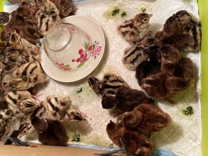 Фазанята суточные