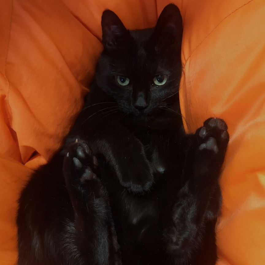 Кот красавчик