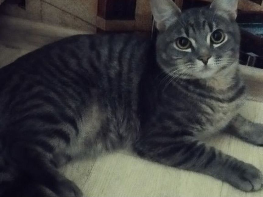 Отдам котиков в добрые руки
