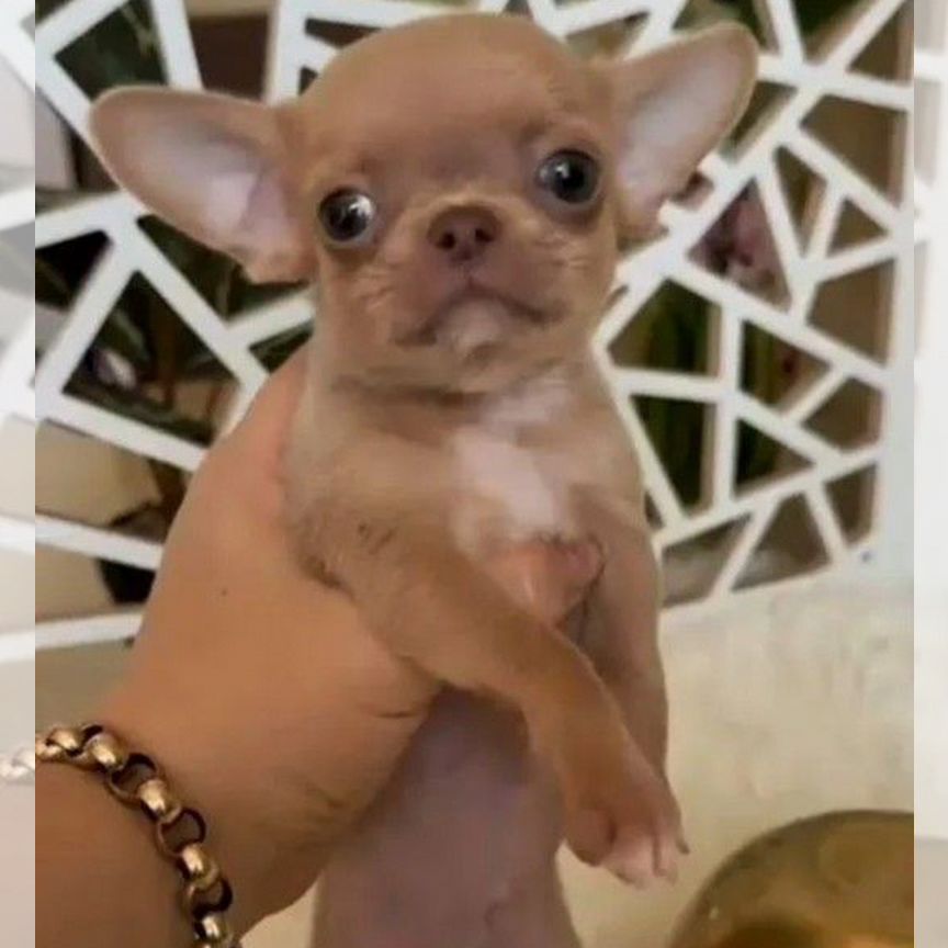 Чихуахуа, щенок