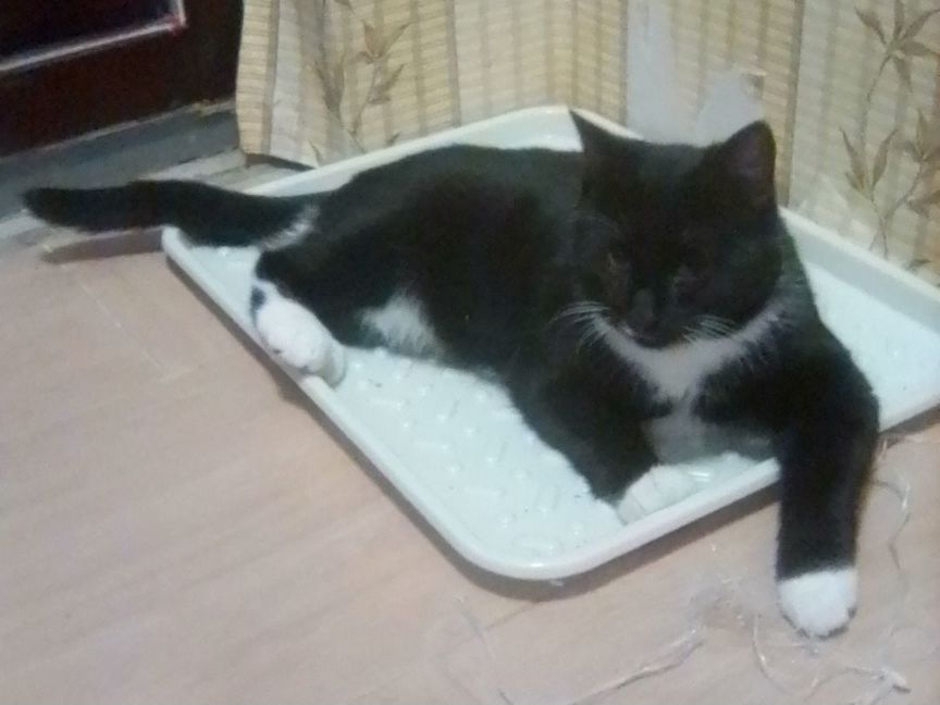 Котенок в добрые руки