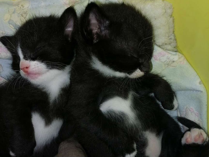 Котятки в добрые руки