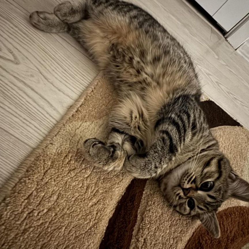 Шотландская прямоухая длинношёрстная кошка, взрослая