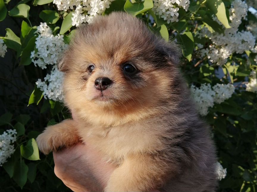 Щенки малого шпица