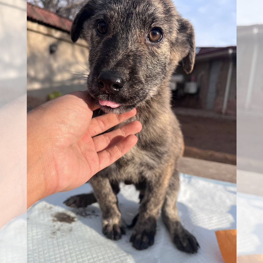 Щенок в добрые руки