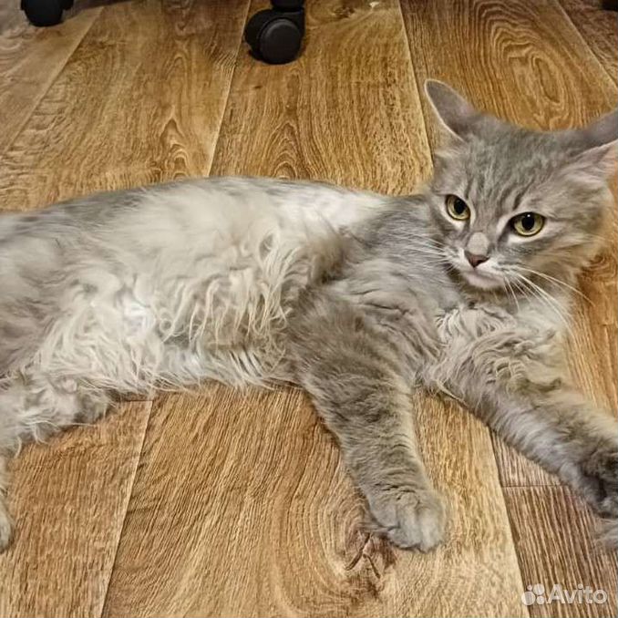 Кошка разговорчивая отдам в добрые руки нашлась