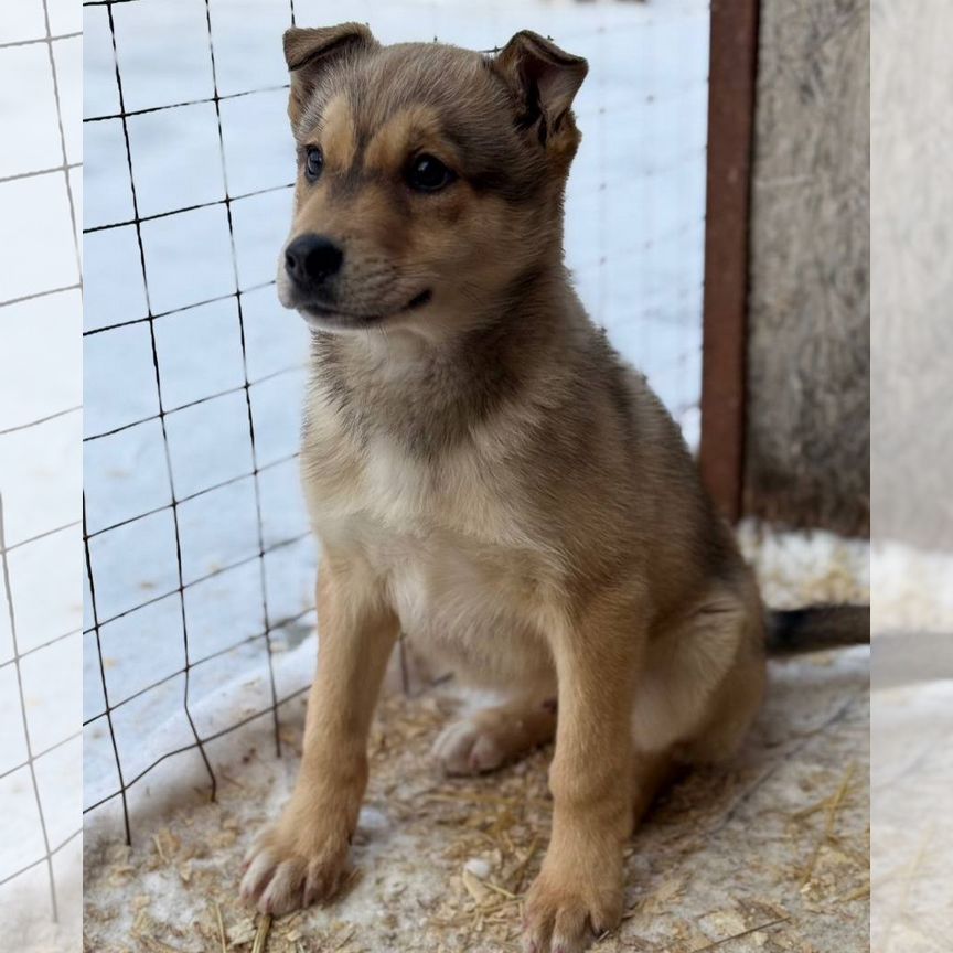 Щенок в добрые руки