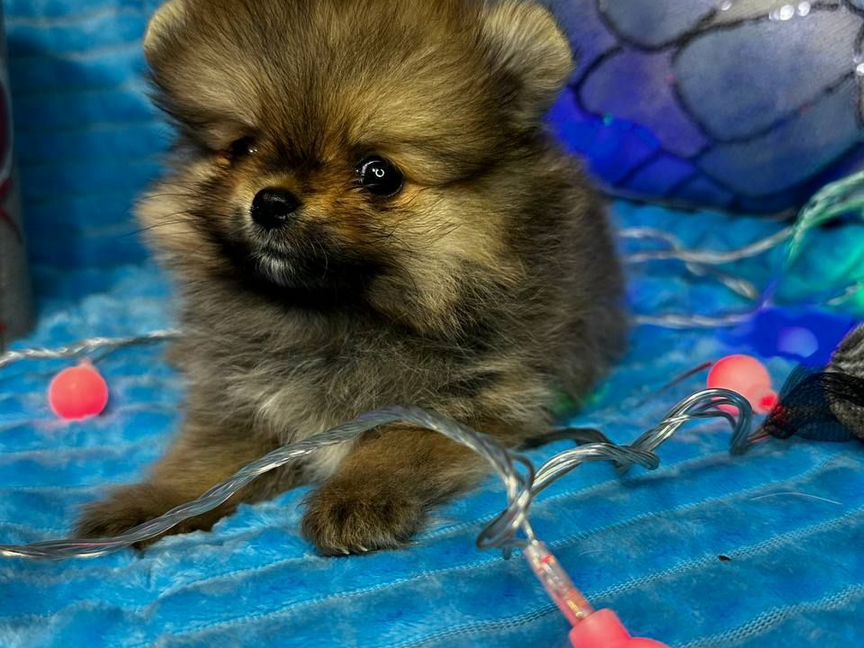 Мини шпиц девочка