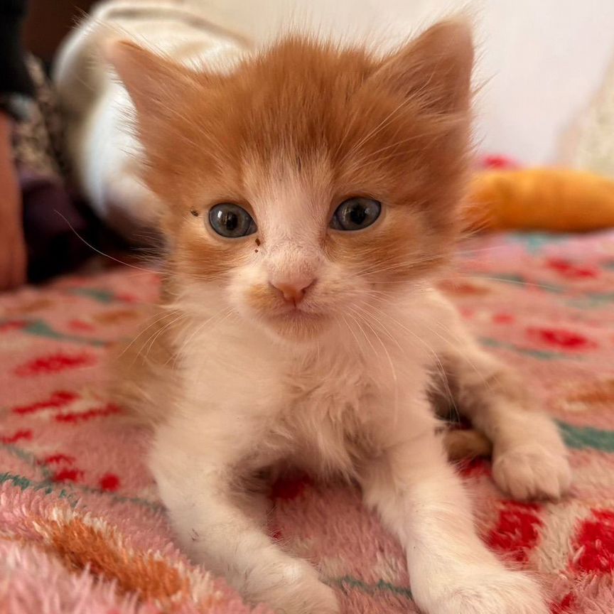Котёнок в добрые руки