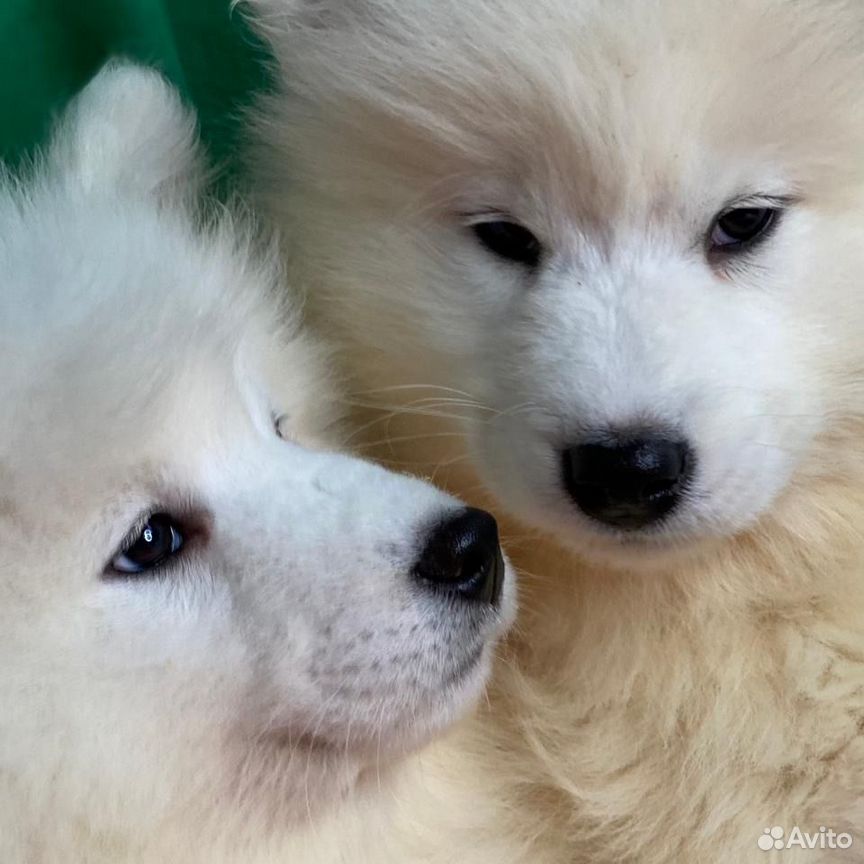 Лучшие друзья - самоеды РКФ