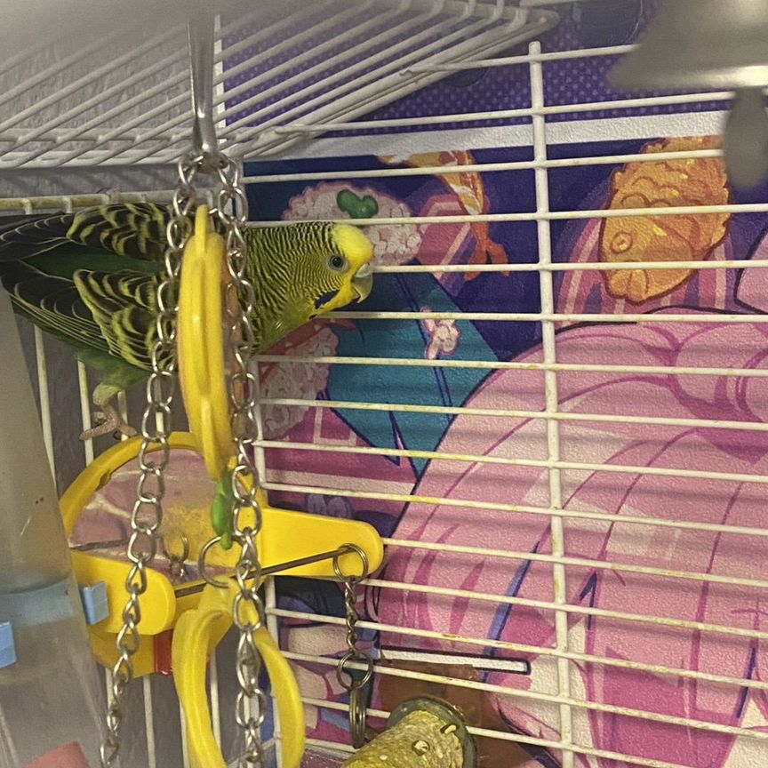 Попугай с клеткой