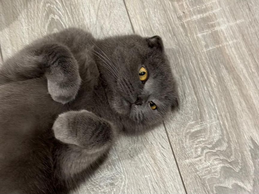 Отдам кошку вислоухая шотландка
