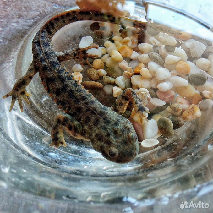 Тритон иглистый