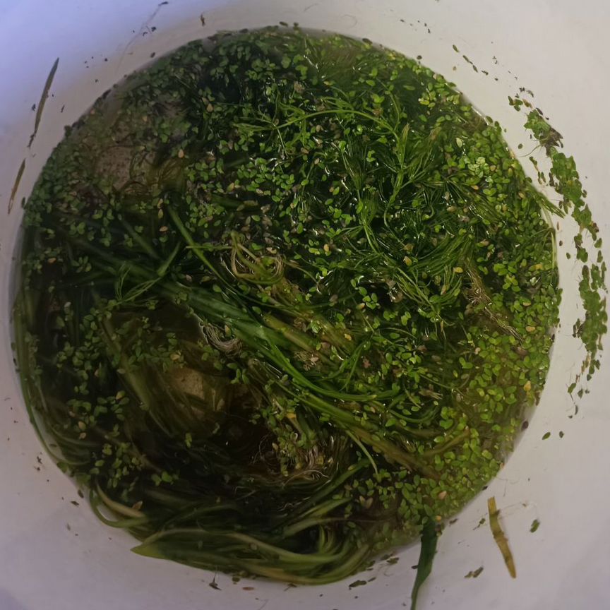 Прополка аквариума