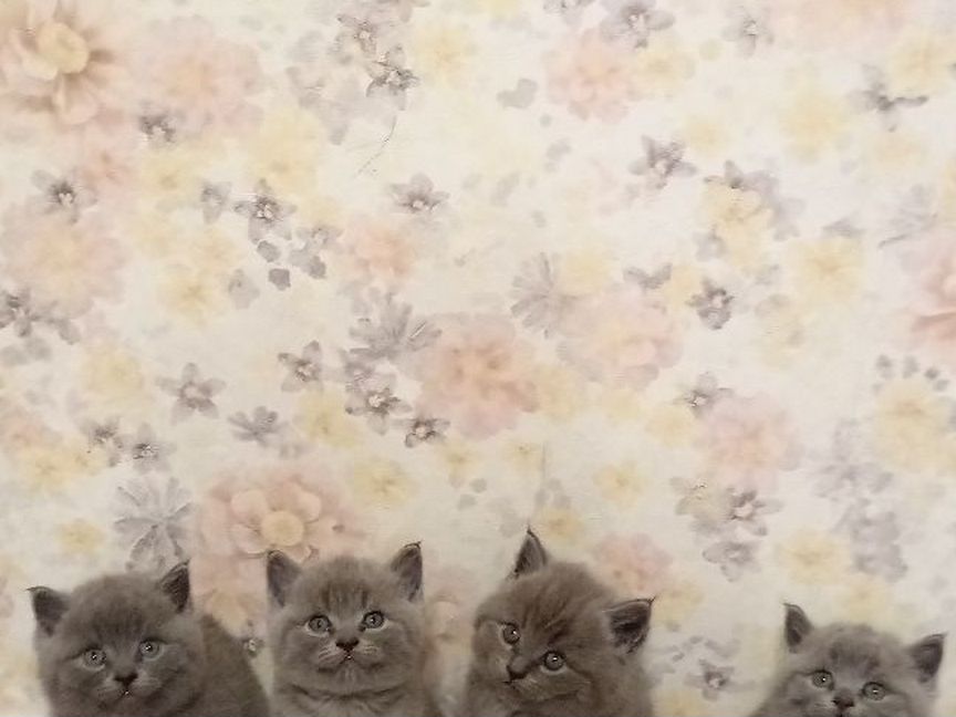 Продам британских милашек. Им 1 месяц