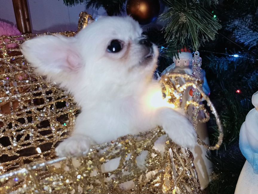 Мини девочка длинношерстная чихуахуа