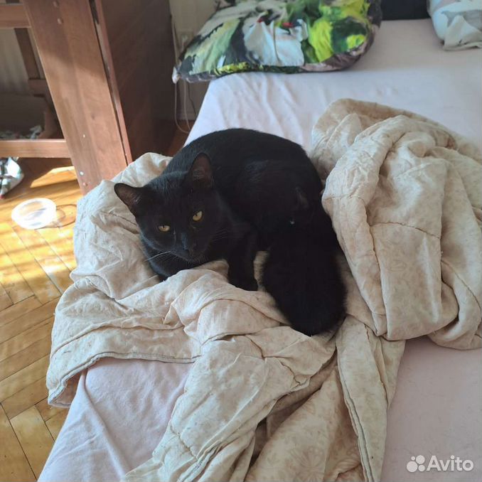 Кот Бонифаций