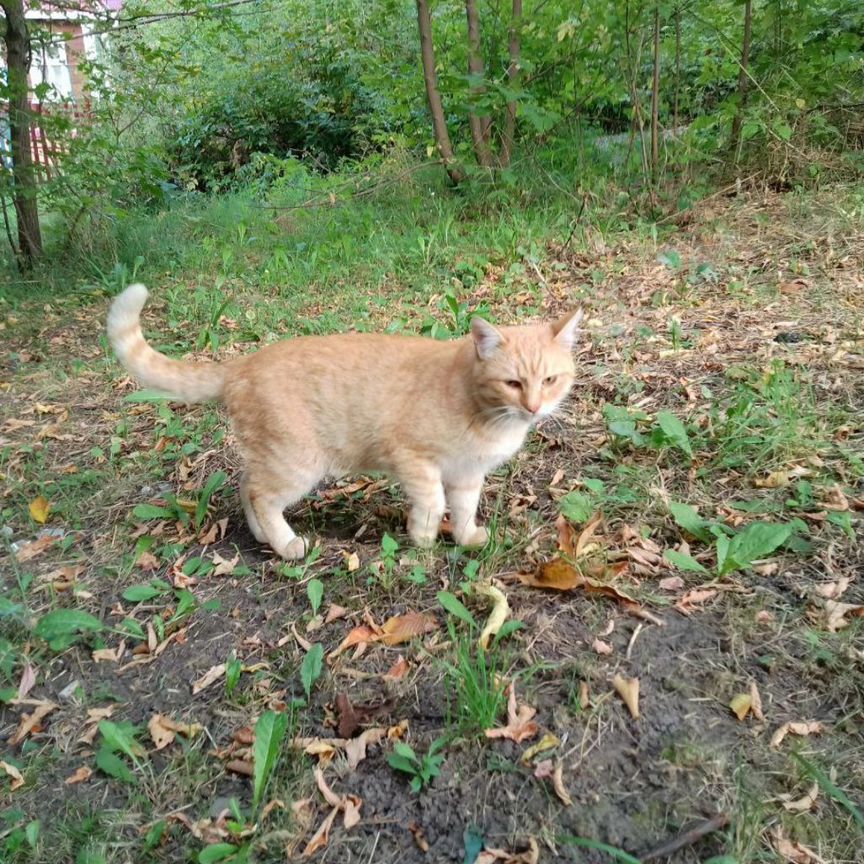 Рыжий кот в добрые руки