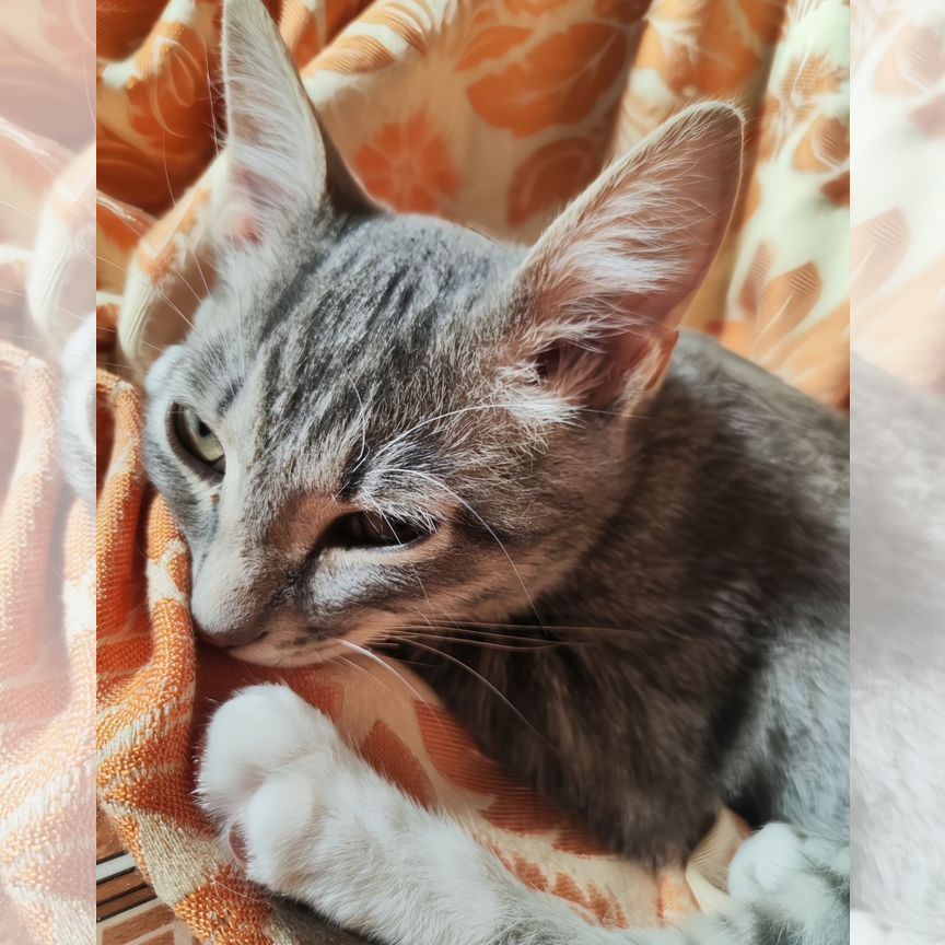 Котёнок в добрые руки