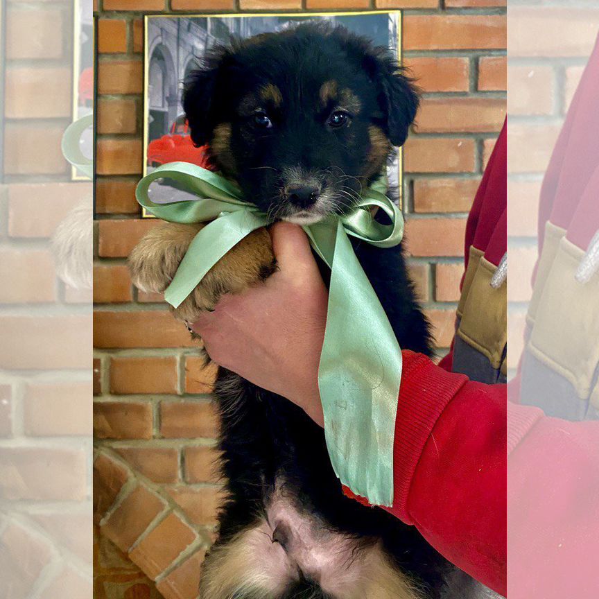 Щенок в добрые руки