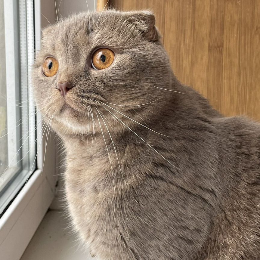 Шотландский кот отдам в добрые руки