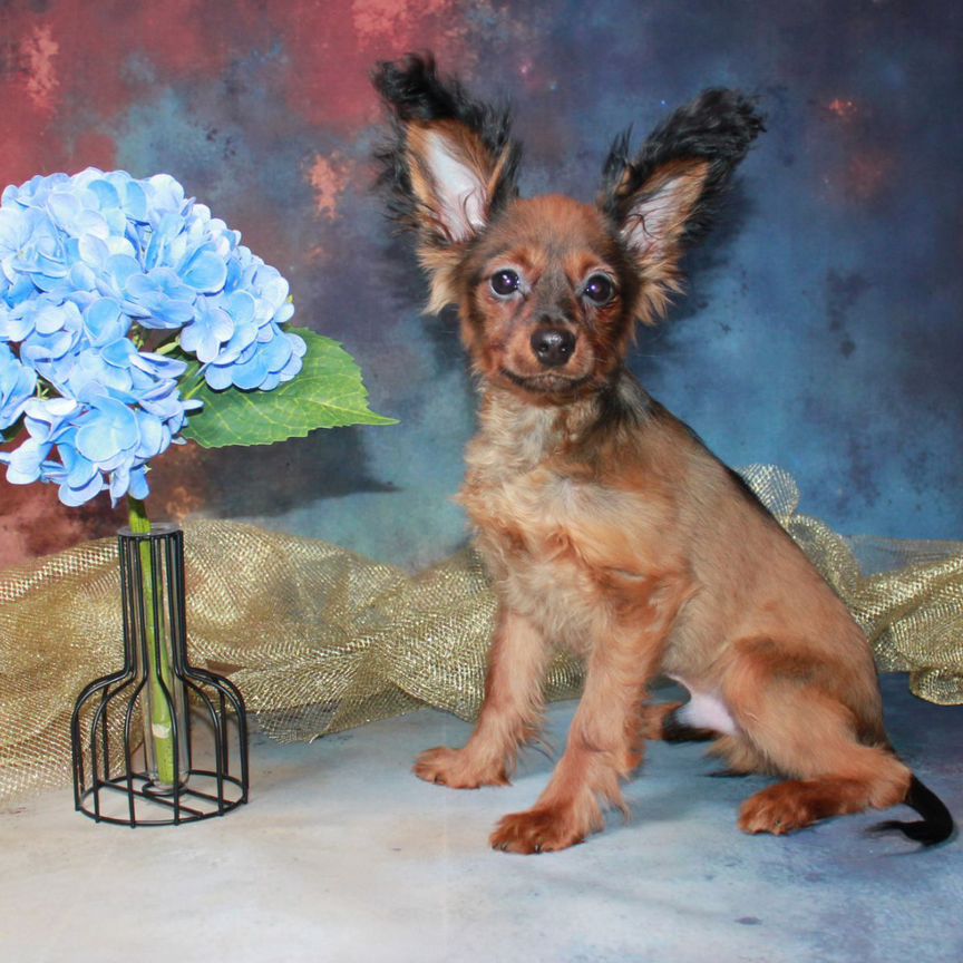 Русский той-терьер, щенок