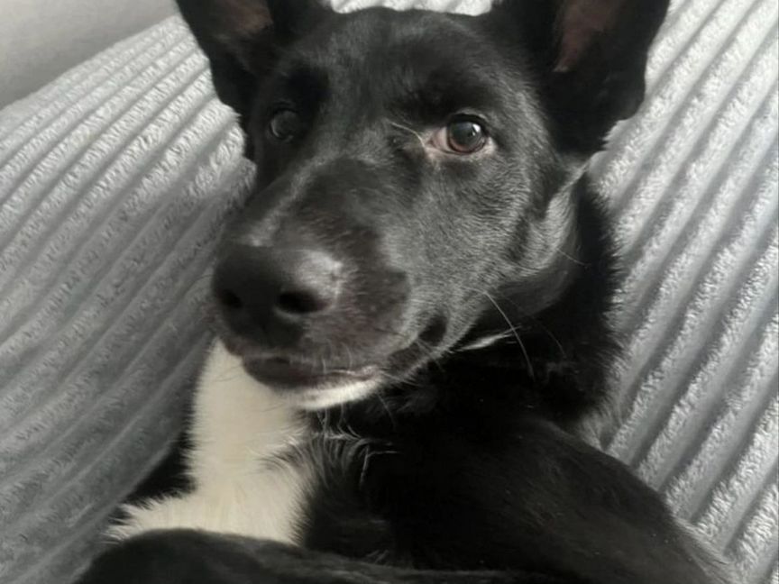 Элтон ищет семью Собаки бесплатно в добрые руки