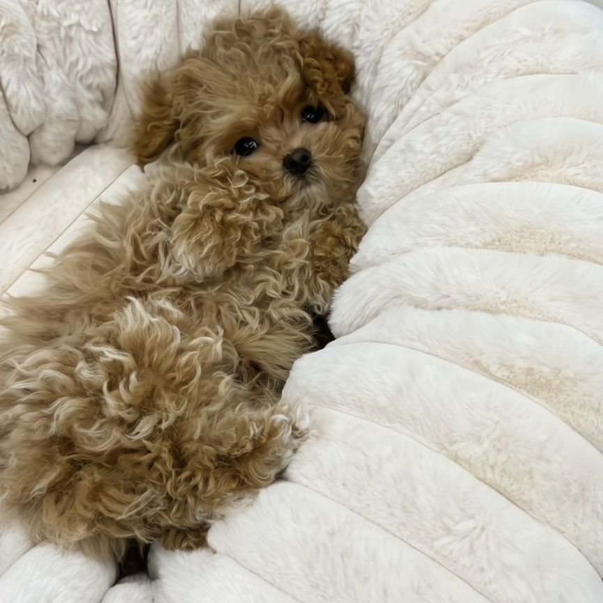 Мальтипу, щенок