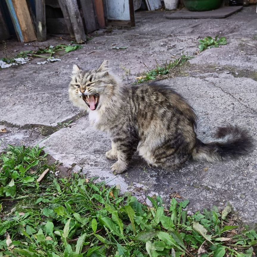 Кошка Котофеевна