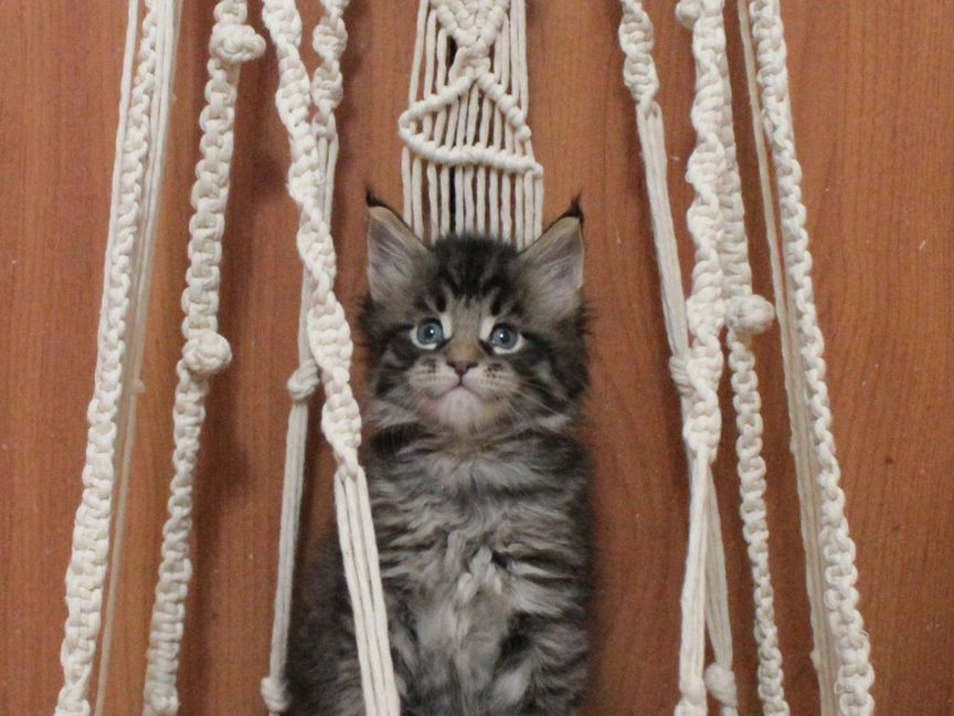 Шикарные чистокровные бутусики