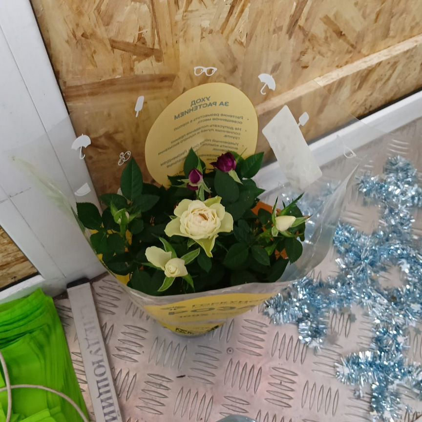 Куры несушки продам