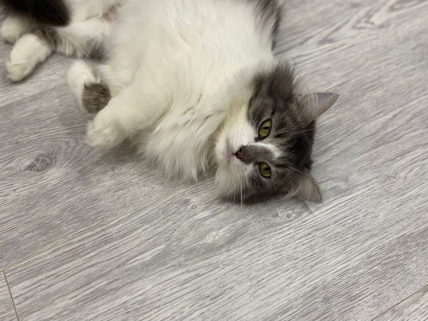 Котенок кошечка привитая