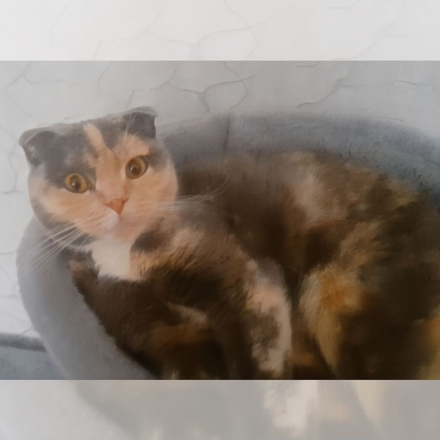 Шотландская вислоухая короткошёрстная, взрослая кошка