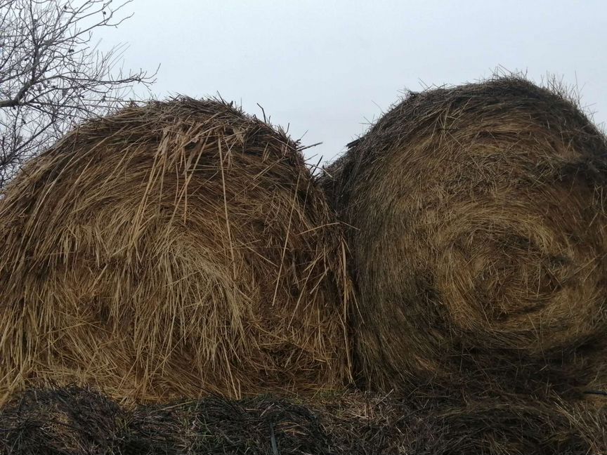 Продам сено в рулонах 2023 года.Самовывоз