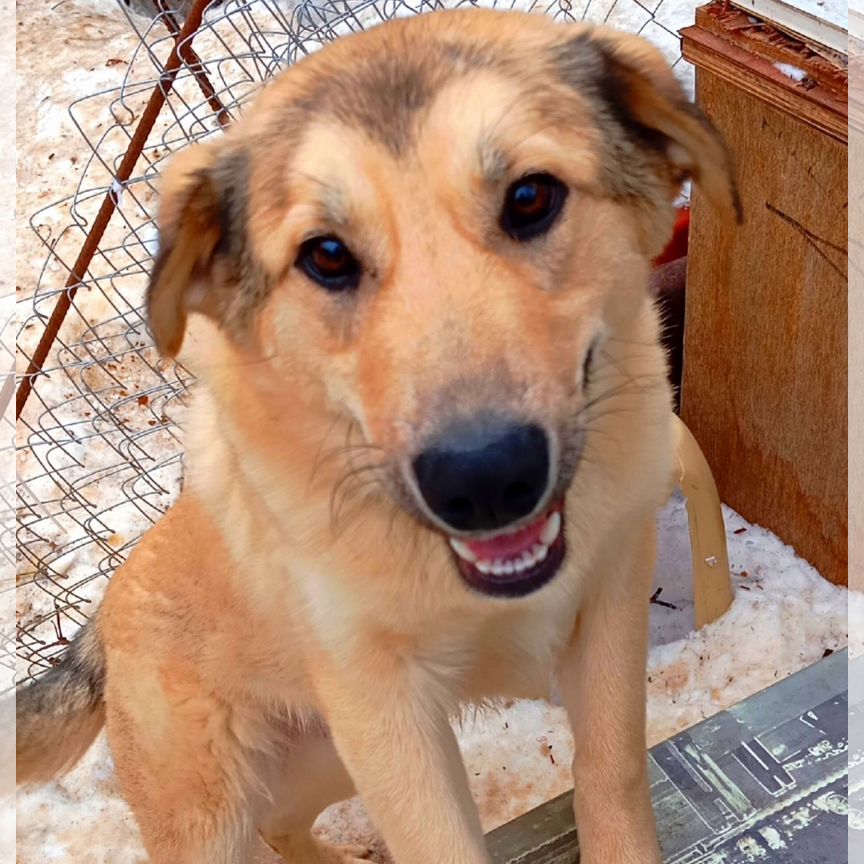 Взрослый пёс в добрые руки