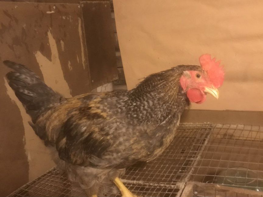 Молодые петушки