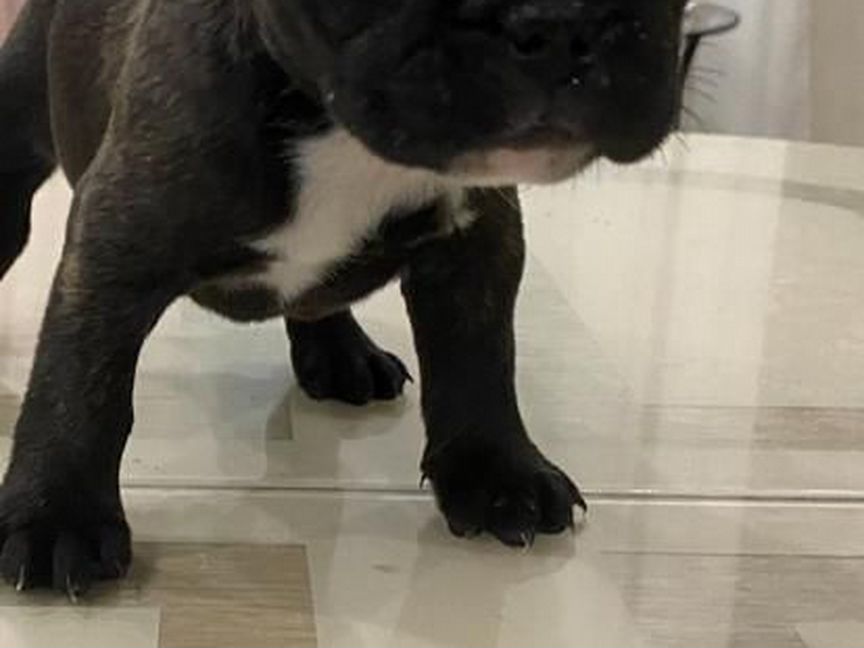 Французский бульдог щенки