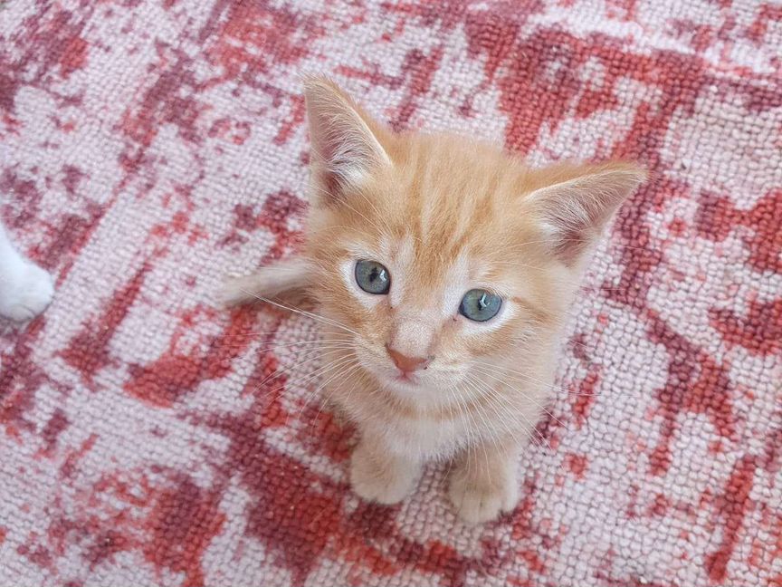 Кошка