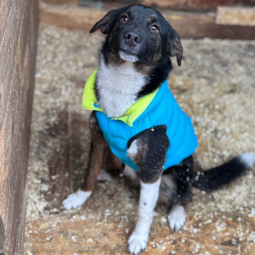 Щенок в добрые руки